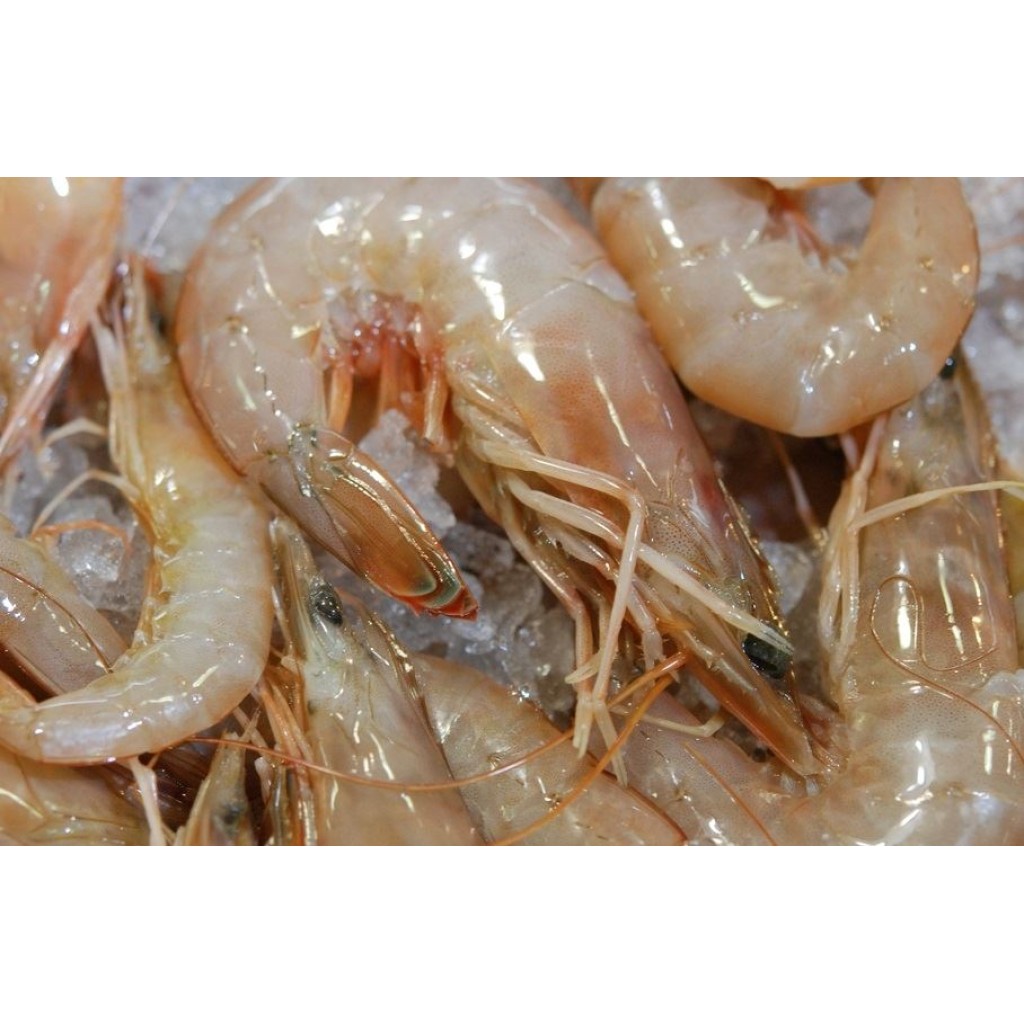 16/20 Gulf White Shrimp - Jumbo (Heads-On) IQF - 1620GWS
