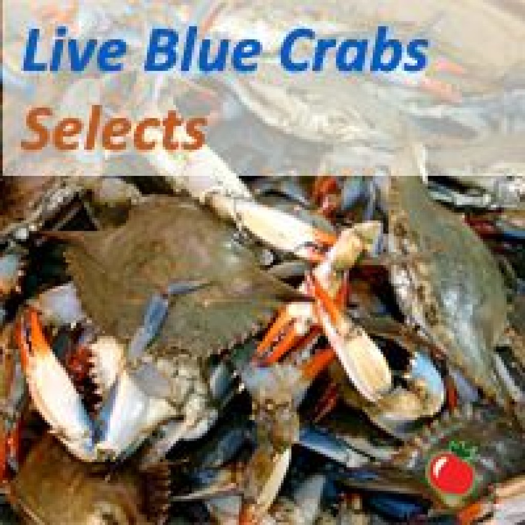 Live Crabs (SELECT) - SELCRAB